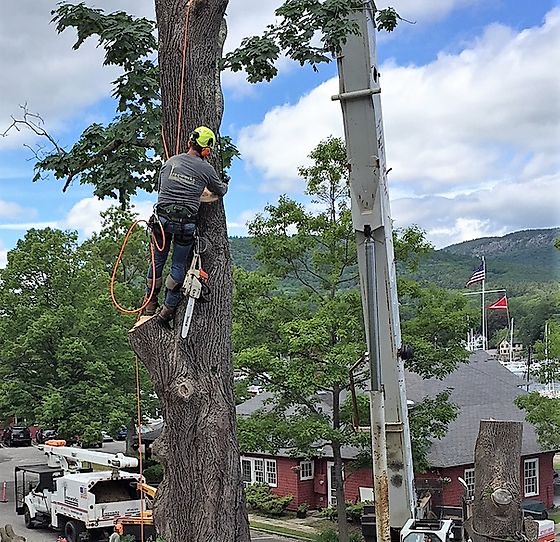 Arborist Tree Services | Landscaping and Design | Treeworks