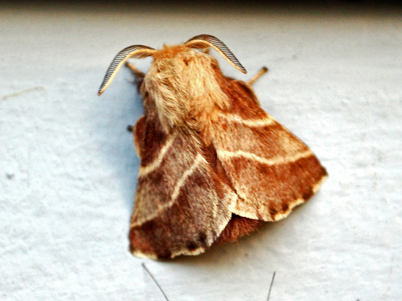 Tree Insect and Caterpillar Identification | Treeworks